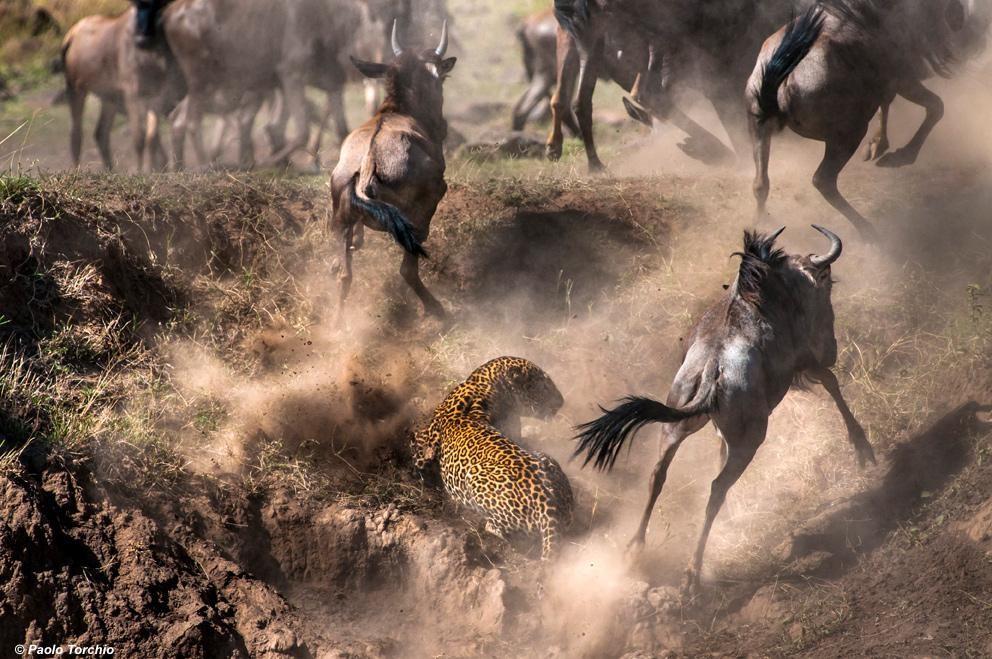 Maasai Mara experiences tourist interference of migration - Africa Beat