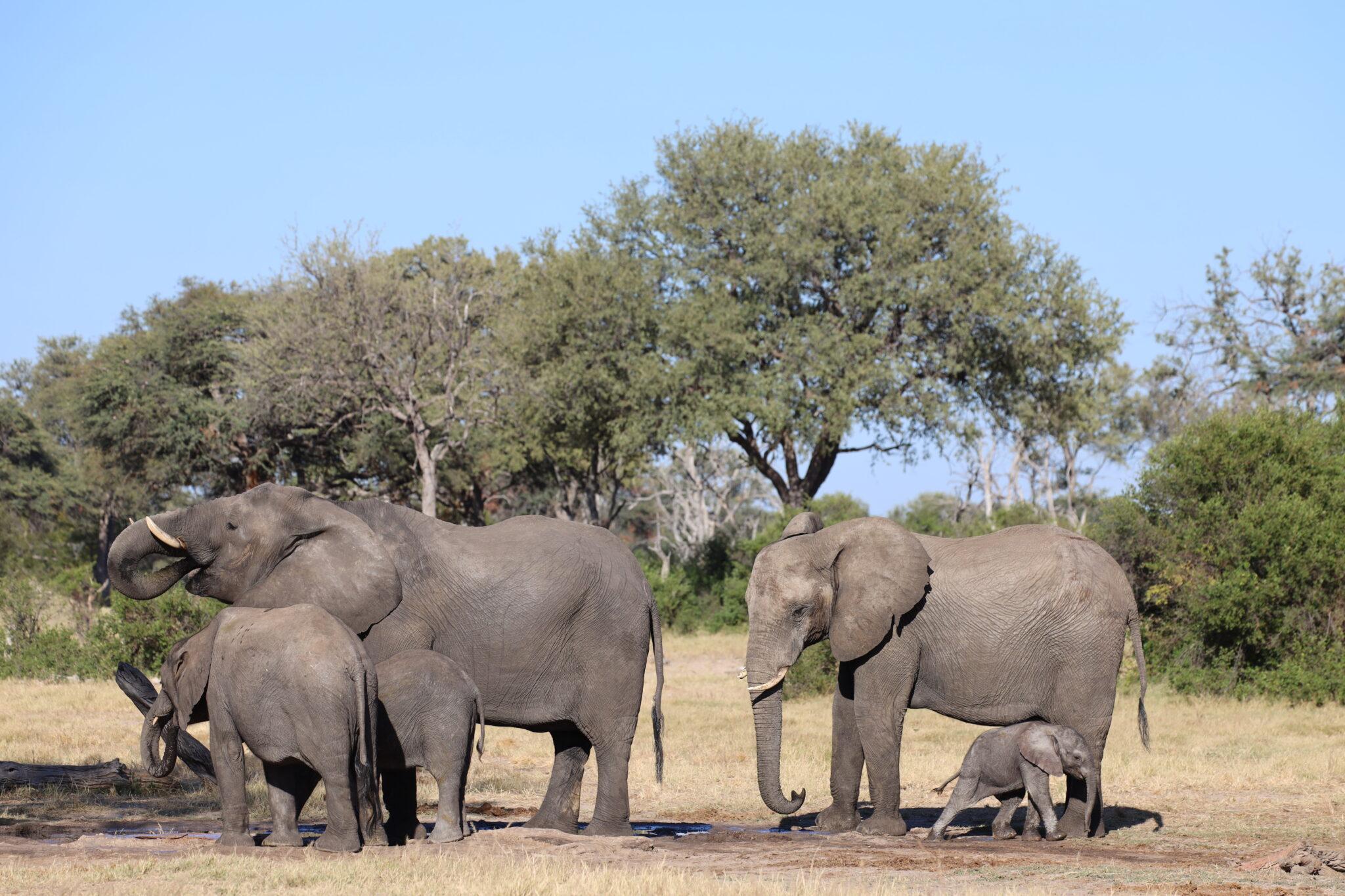 Focus On: Zimbabwe - Africa Beat