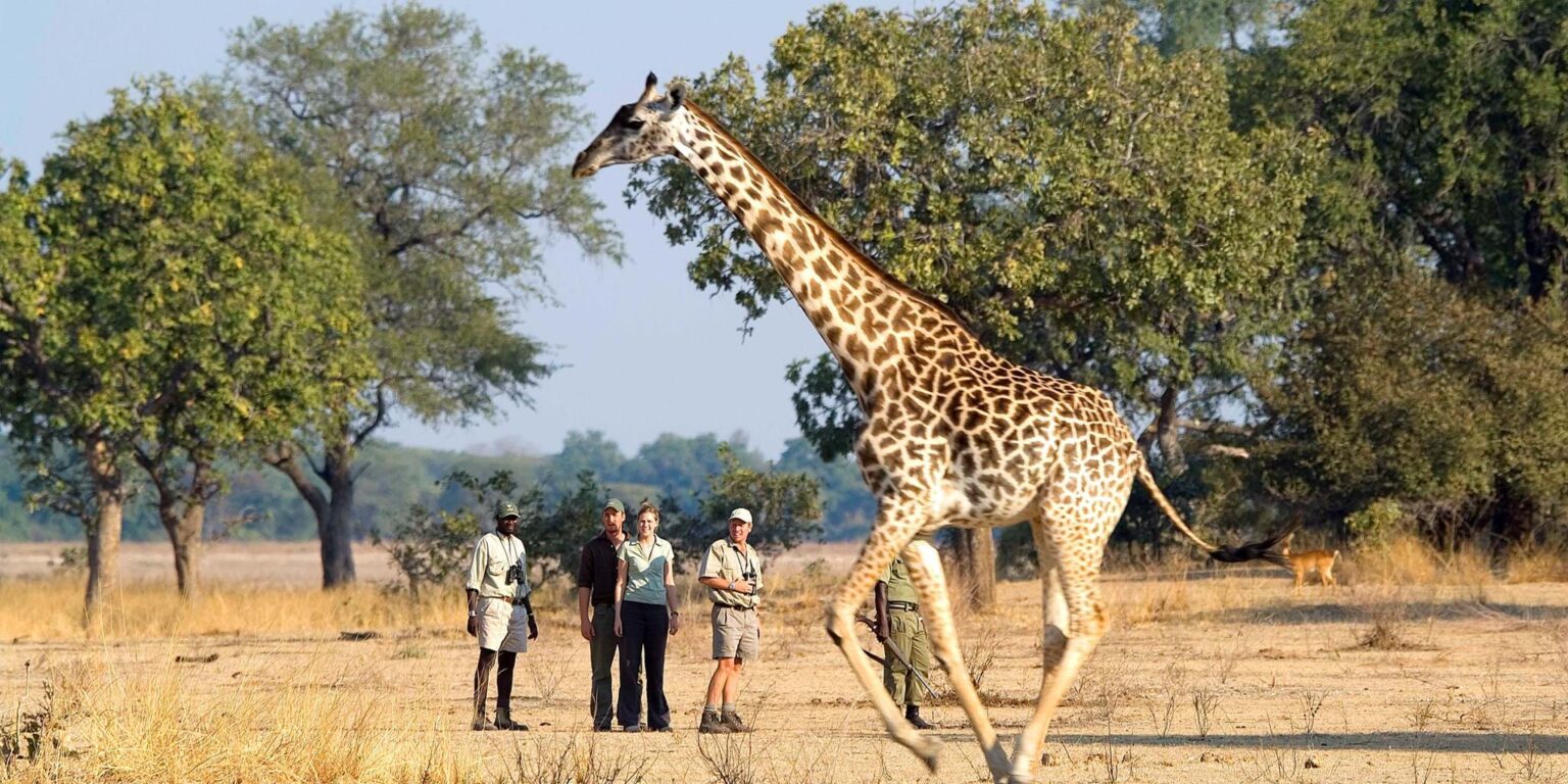 Robin Pope Safaris updates for 2024 - Africa Beat