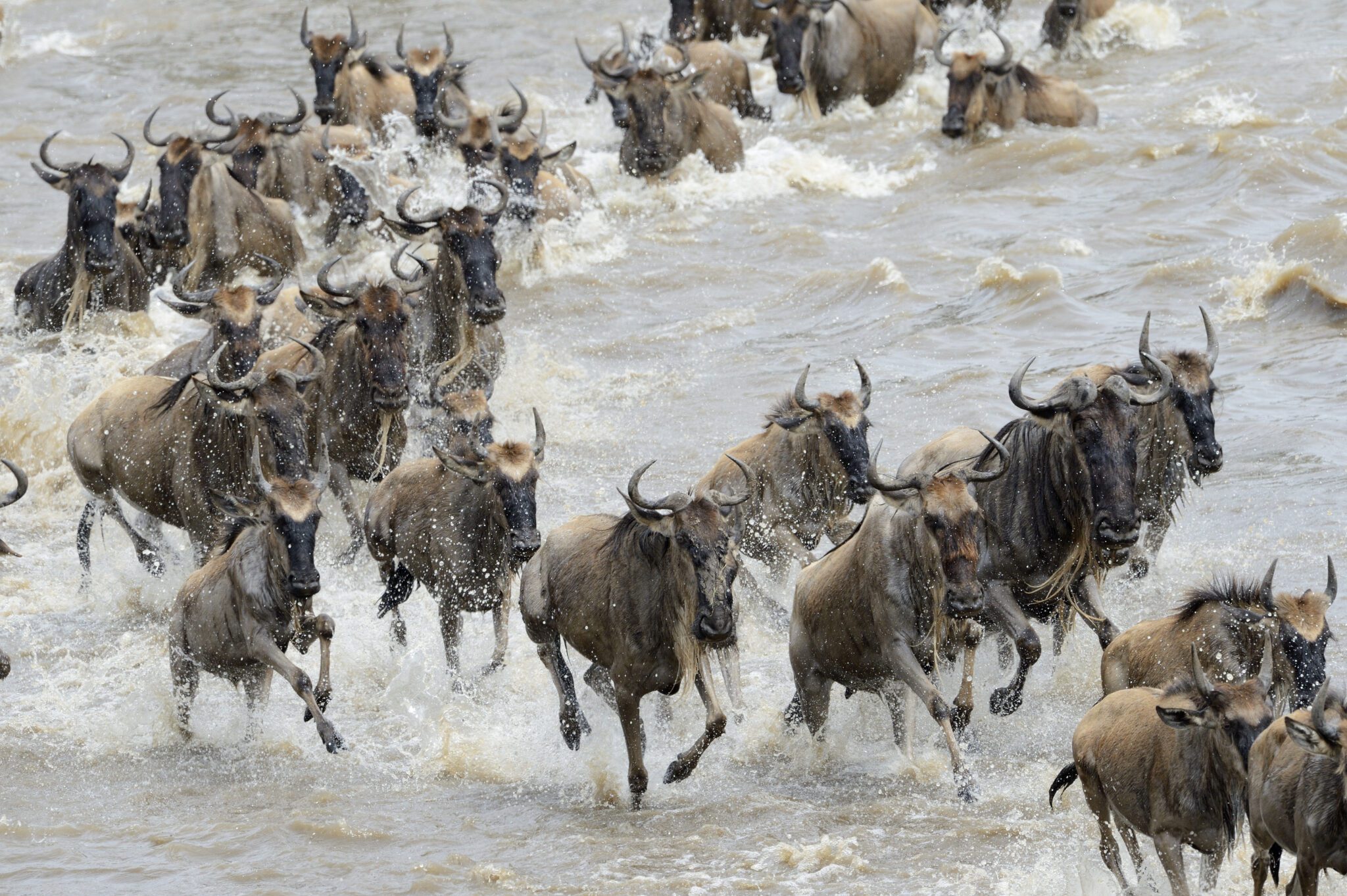Record visitors expected for the Great Migration - Africa Beat