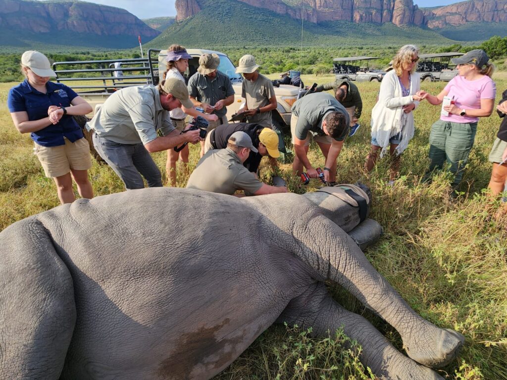 MORE Family incorporates conservation with safari - Africa Beat