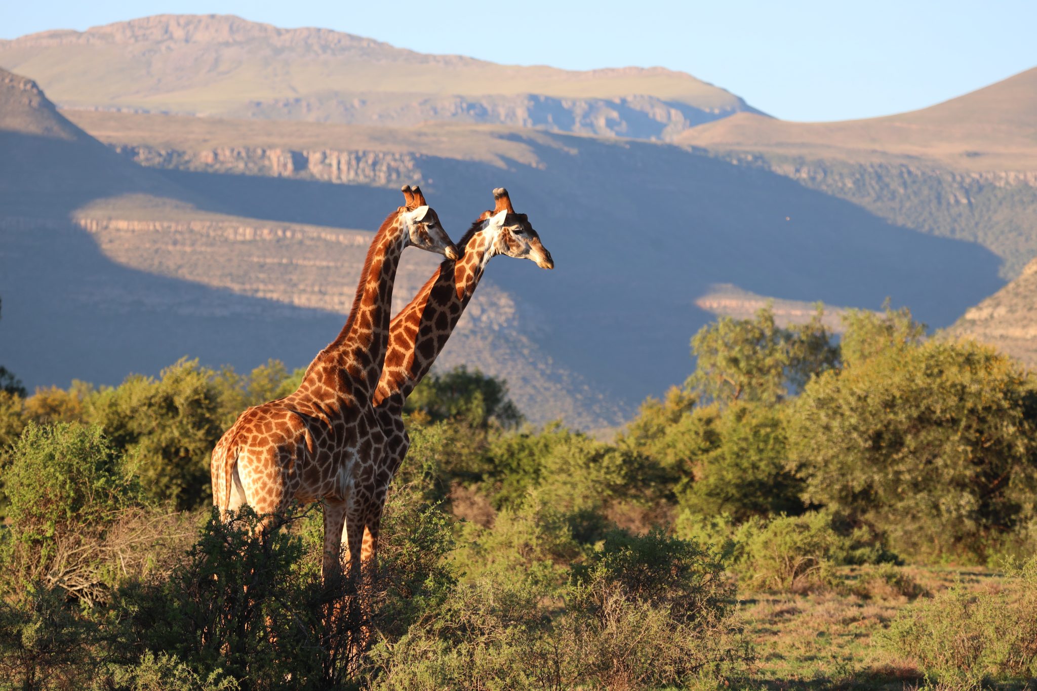 Samara Karoo: South Africa's best-kept secret - Africa Beat