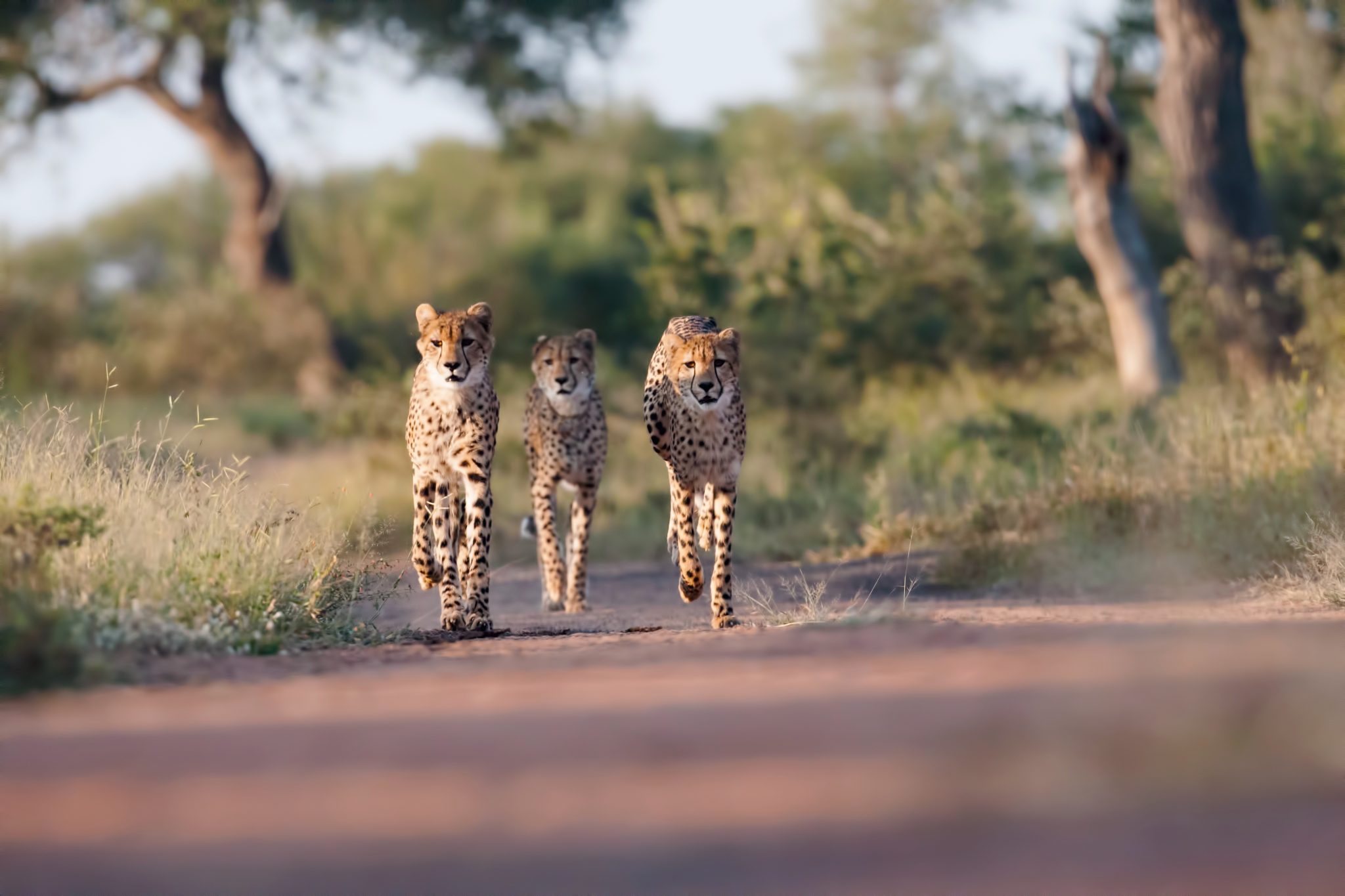 Adventure World celebrates World Safari Day with purpose-led journeys ...