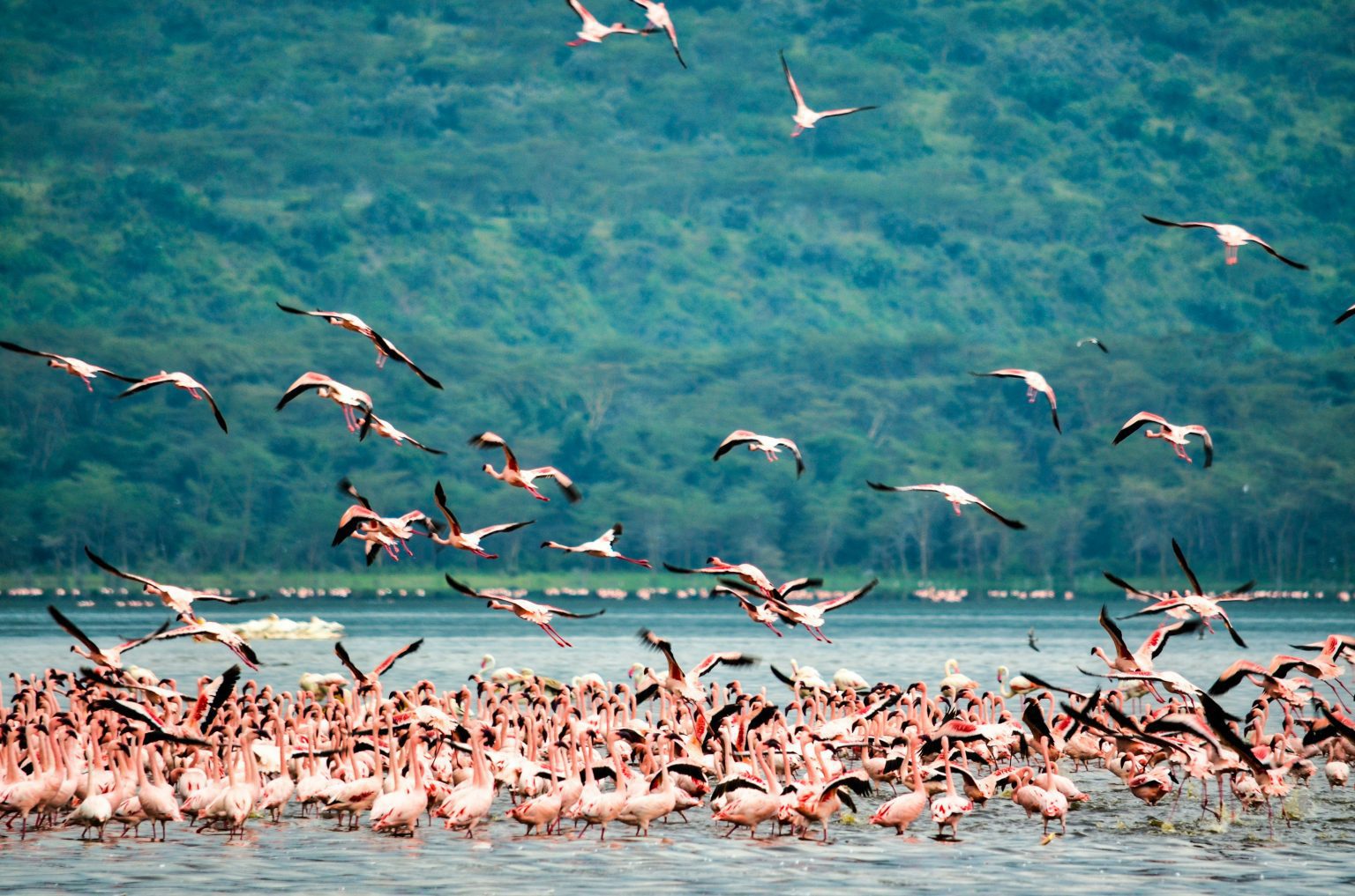Cosmos expands Africa programme with new Kenya safari for 2027 - Africa ...